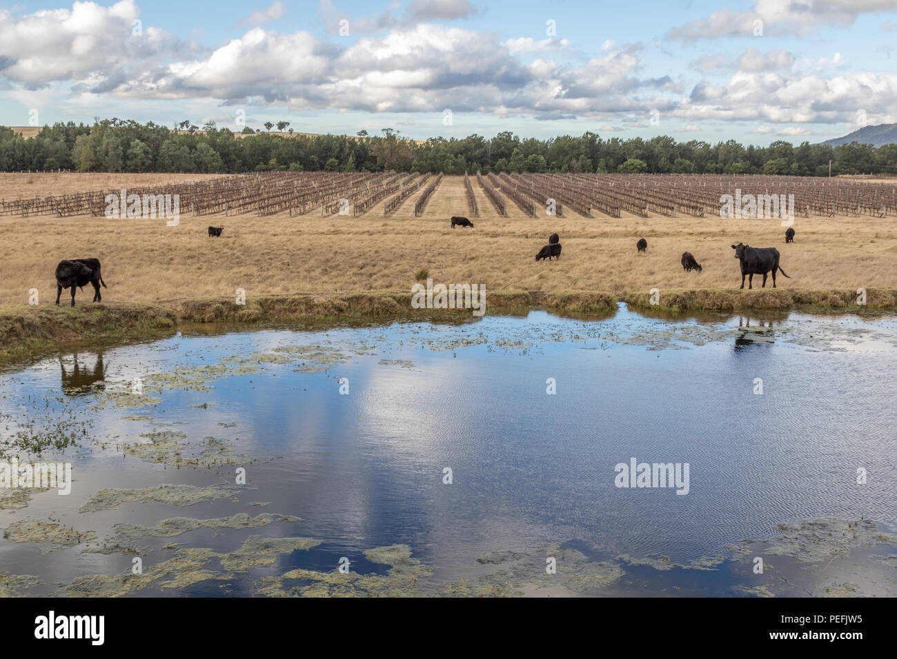 Cows in paddock with rows of grapevines Stock Photo - Alamy