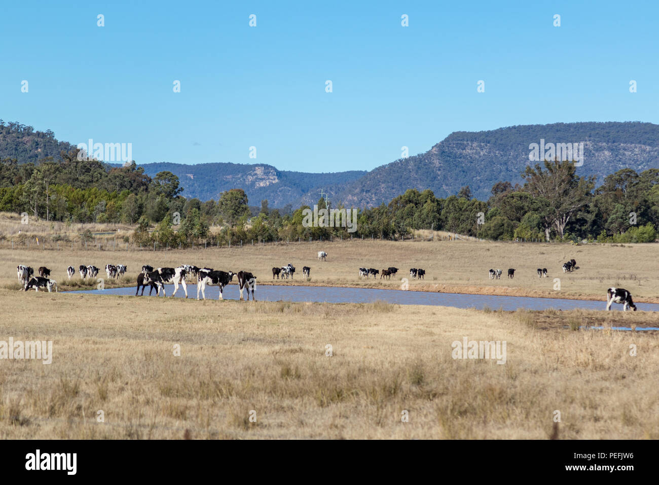 Cows in paddock with rows of grapevines Stock Photo - Alamy