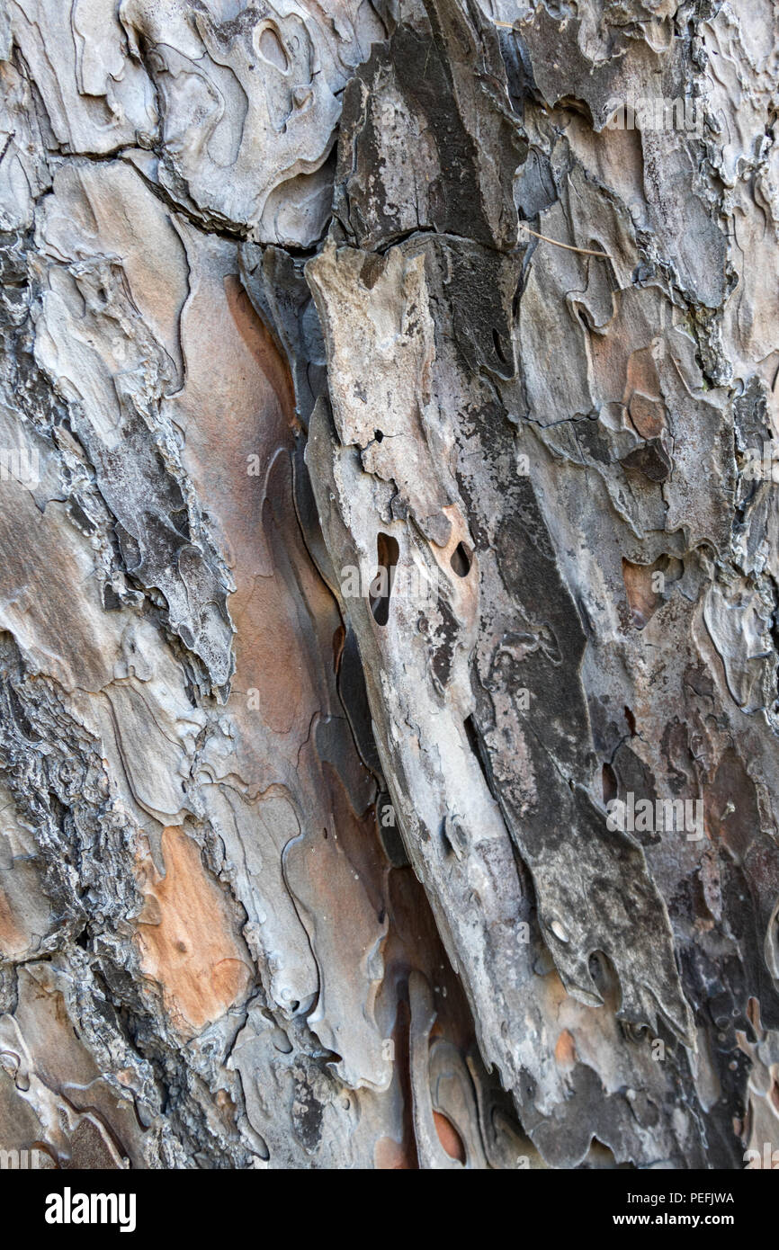 Timber texture hi-res stock photography and images - Alamy