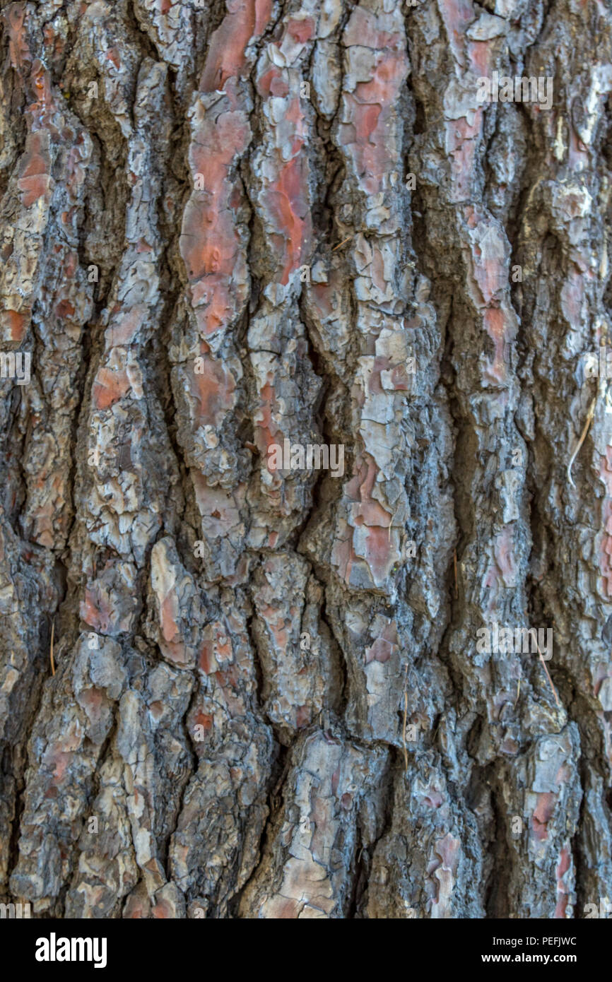 Timber texture hi-res stock photography and images - Alamy