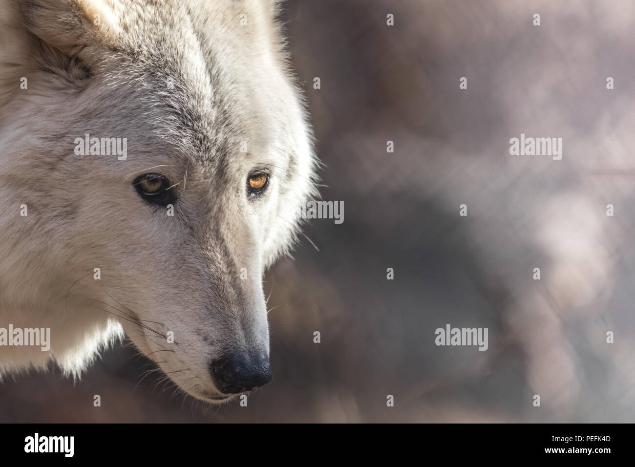 White Arctic wolf (Canis lupus arctosportrait) has beautiful golden ...