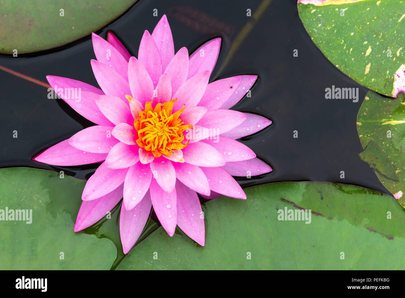 Pink lotus in swamp nature hi-res stock photography and images - Alamy