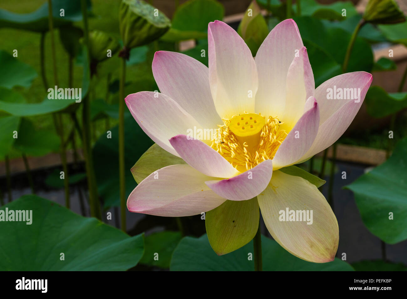 Pink lotus in swamp nature hi-res stock photography and images - Alamy