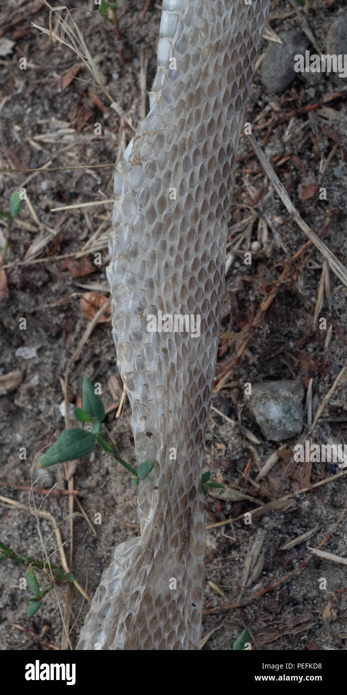 Molted scales hi-res stock photography and images - Alamy