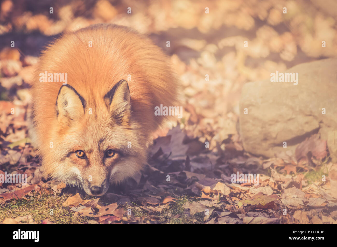 Red Fox (Vulpes volpes) in the forest at Autumn Stock Photo - Alamy
