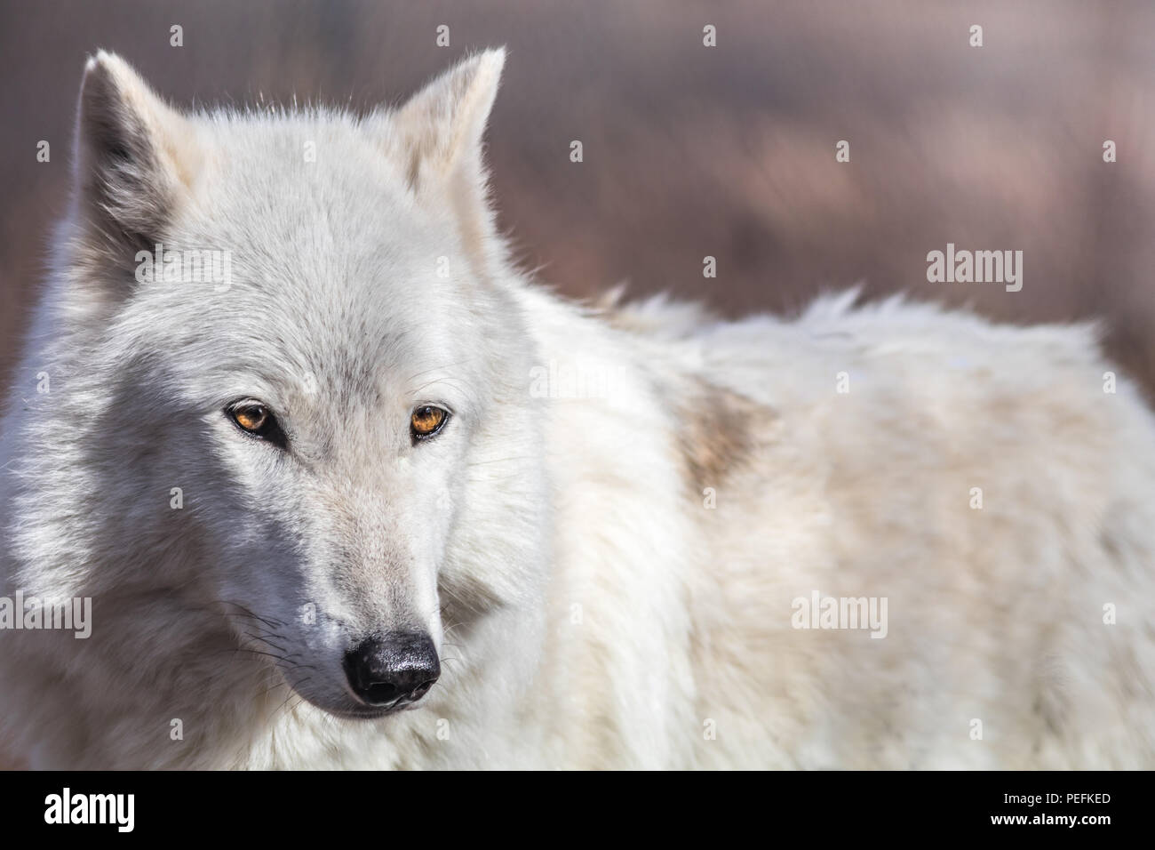Beautiful Grey Wolf With Blue Eyes