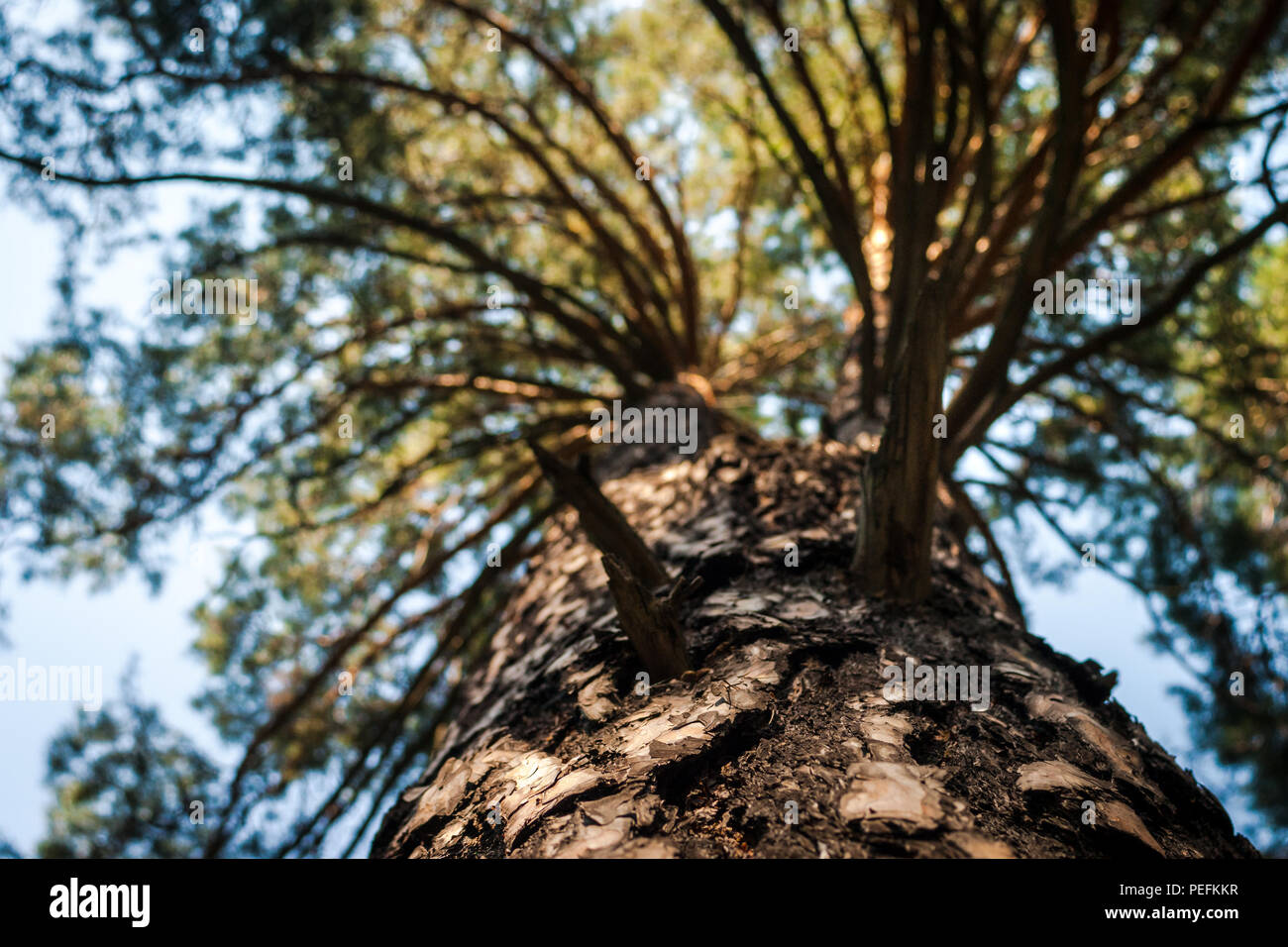 Tall crown hi-res stock photography and images - Alamy