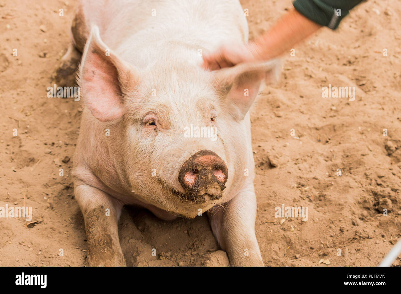 Close up head shot of gentle sweet smiling single dirty young domestic ...