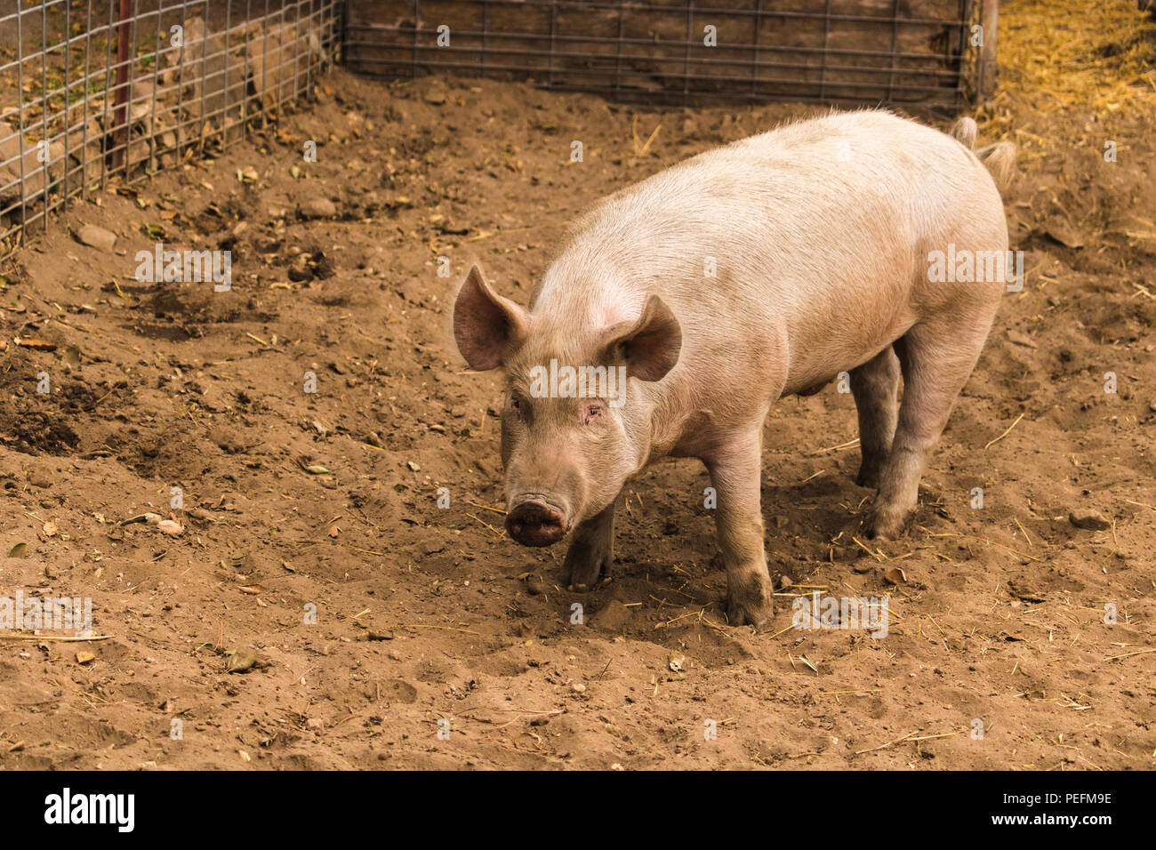 Pink Pig Outdoors High Resolution Stock Photography and Images - Alamy