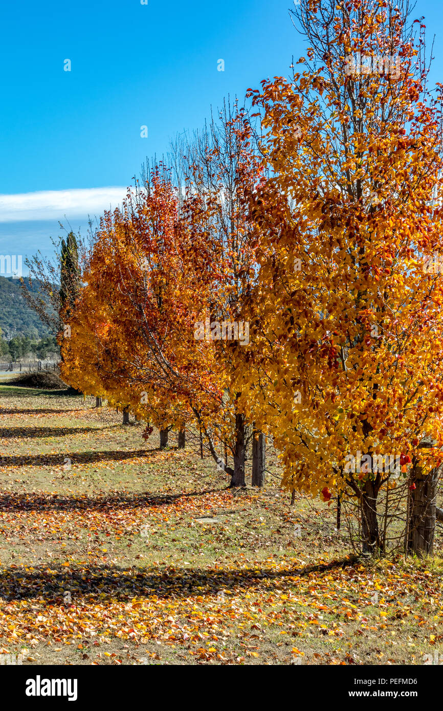 Sun shining through Autumn leaves on trees Stock Photo - Alamy