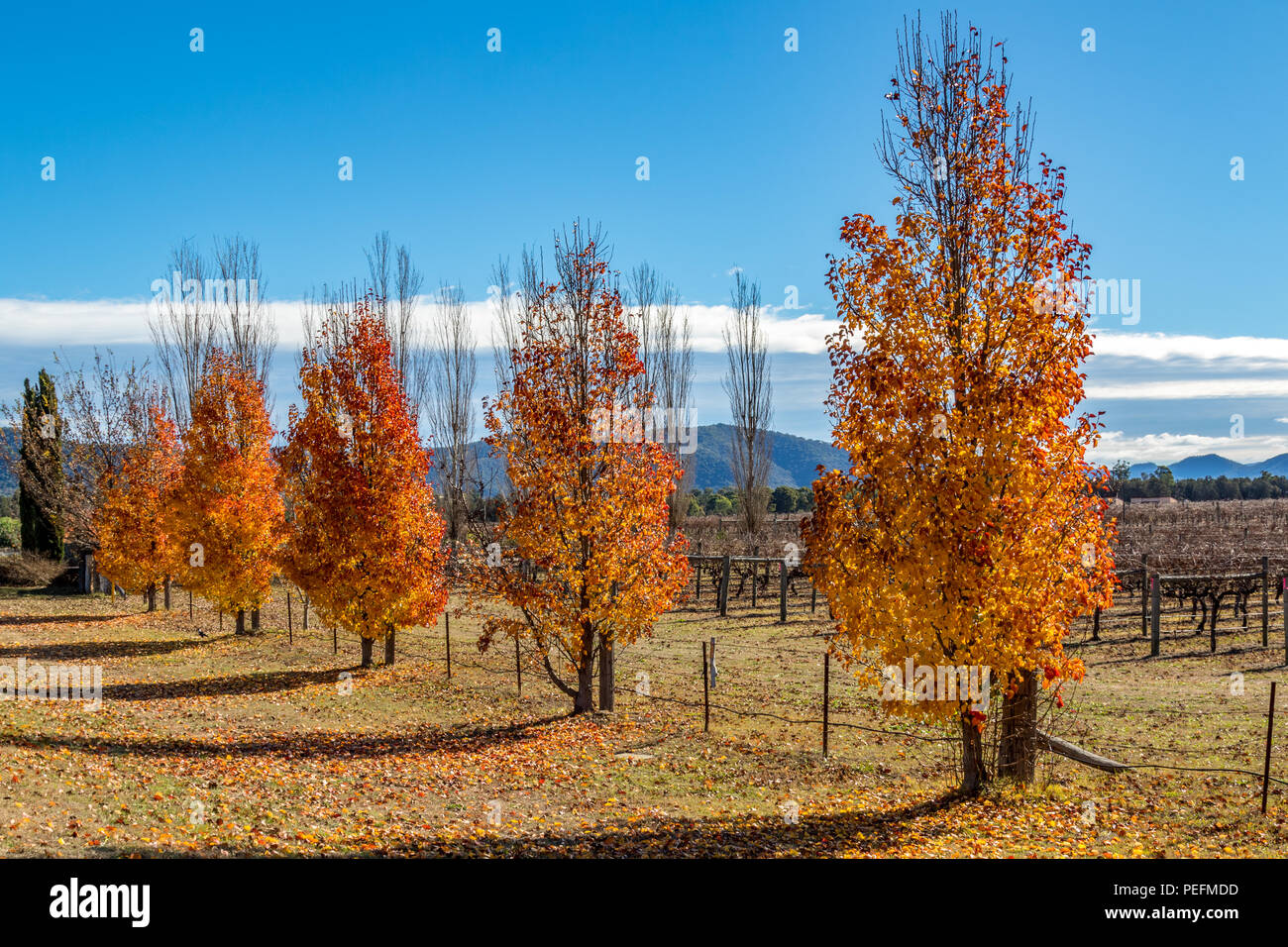 Rising sun shining through the trees hi-res stock photography and ...