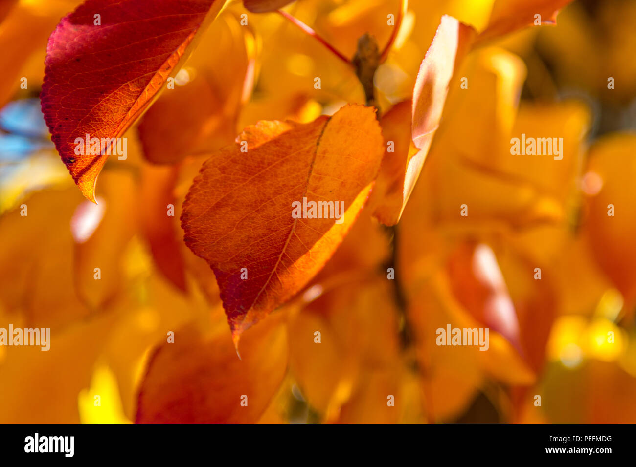Sun shining through Autumn leaves on trees Stock Photo - Alamy
