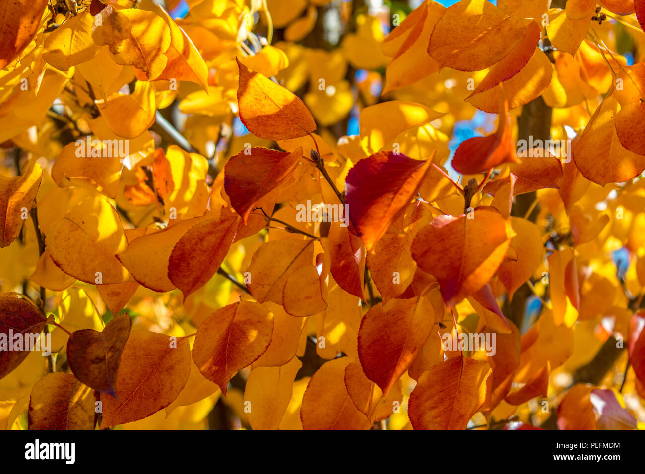 Red shining trees hi-res stock photography and images - Alamy