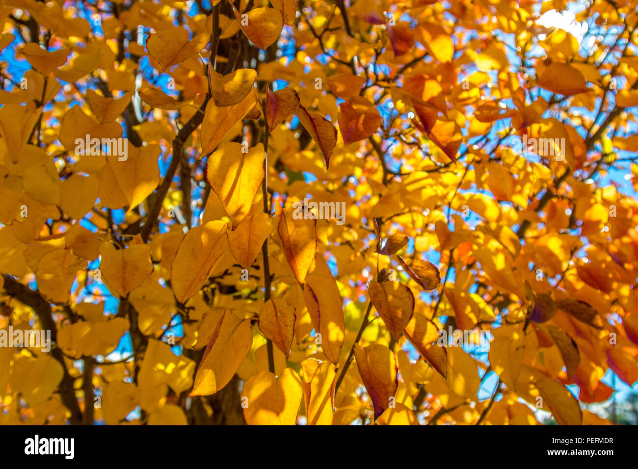 Sun shining through Autumn leaves on trees Stock Photo - Alamy