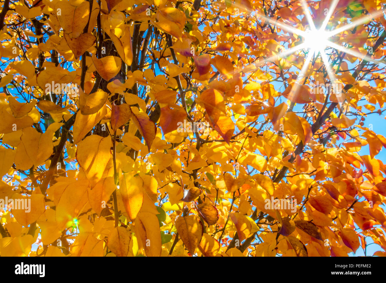 Sun shining through Autumn leaves on trees Stock Photo - Alamy