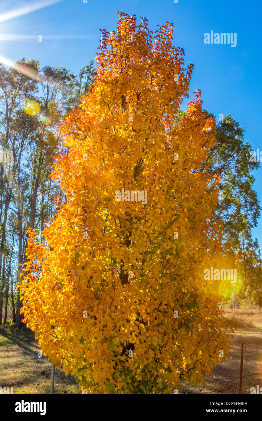 Rising sun shining through the trees hi-res stock photography and ...