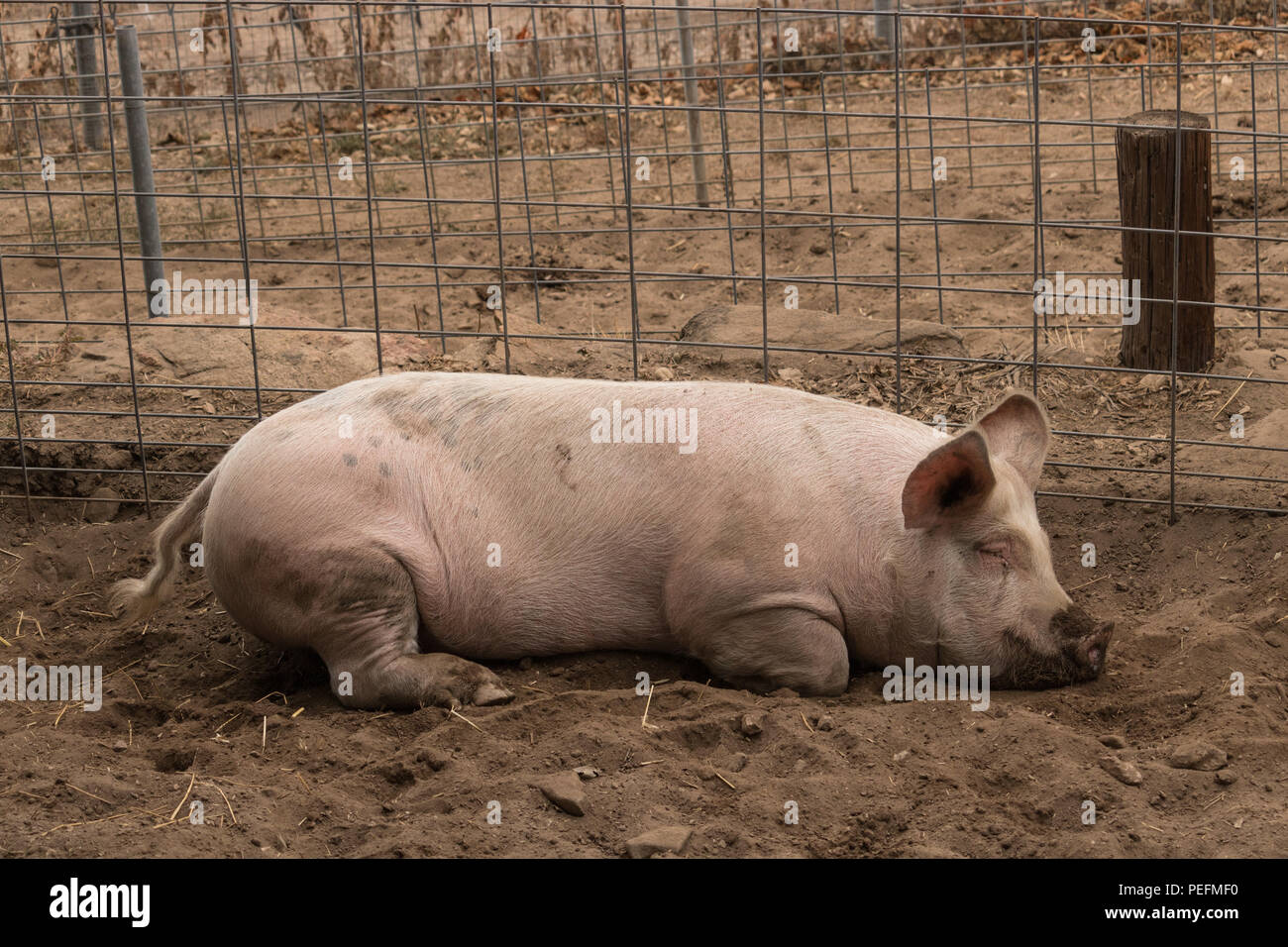 Full body shot of organic spotted lazy, sleepy, good natured single ...