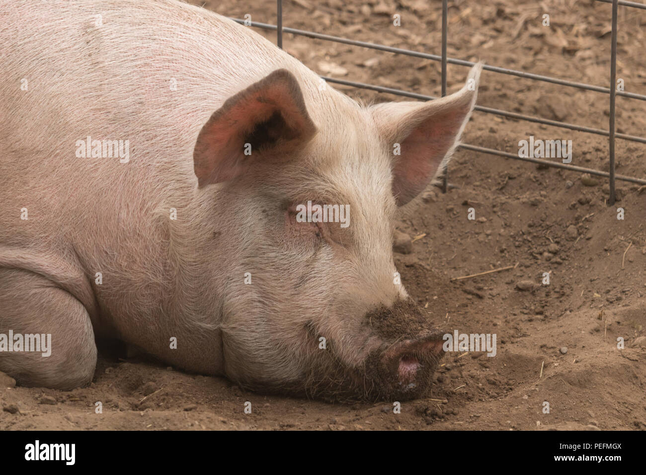 Pig laying down hi-res stock photography and images - Alamy