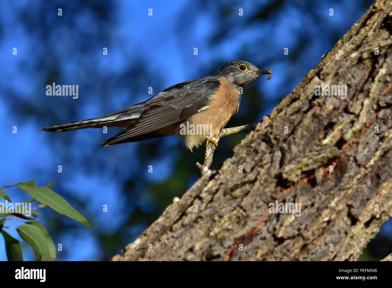 Cuckoo And Caterpillar High Resolution Stock Photography and Images - Alamy