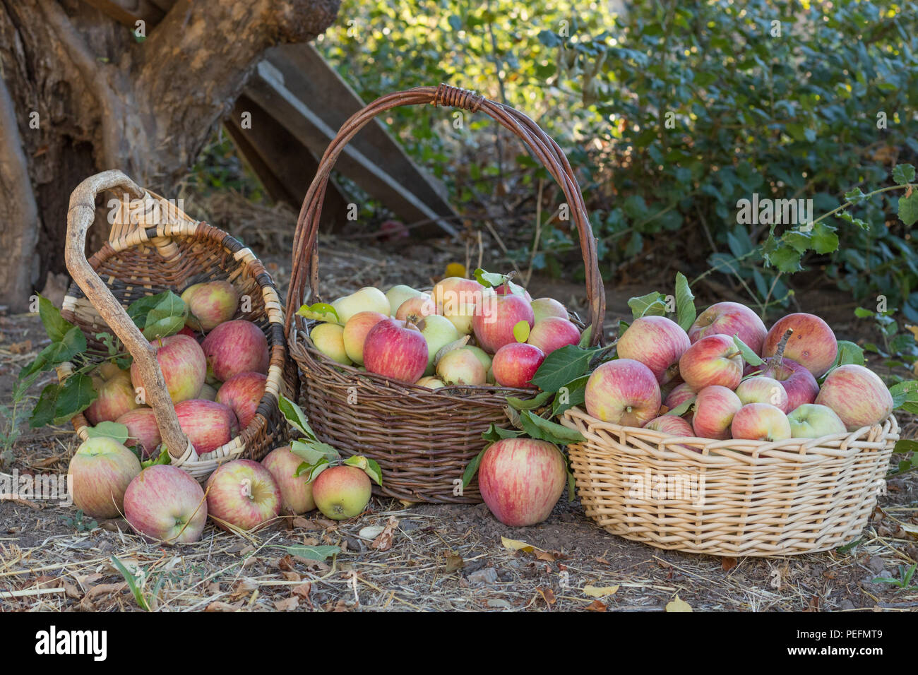 Three overflowing baskets of natural organic ripe red heirloom ...