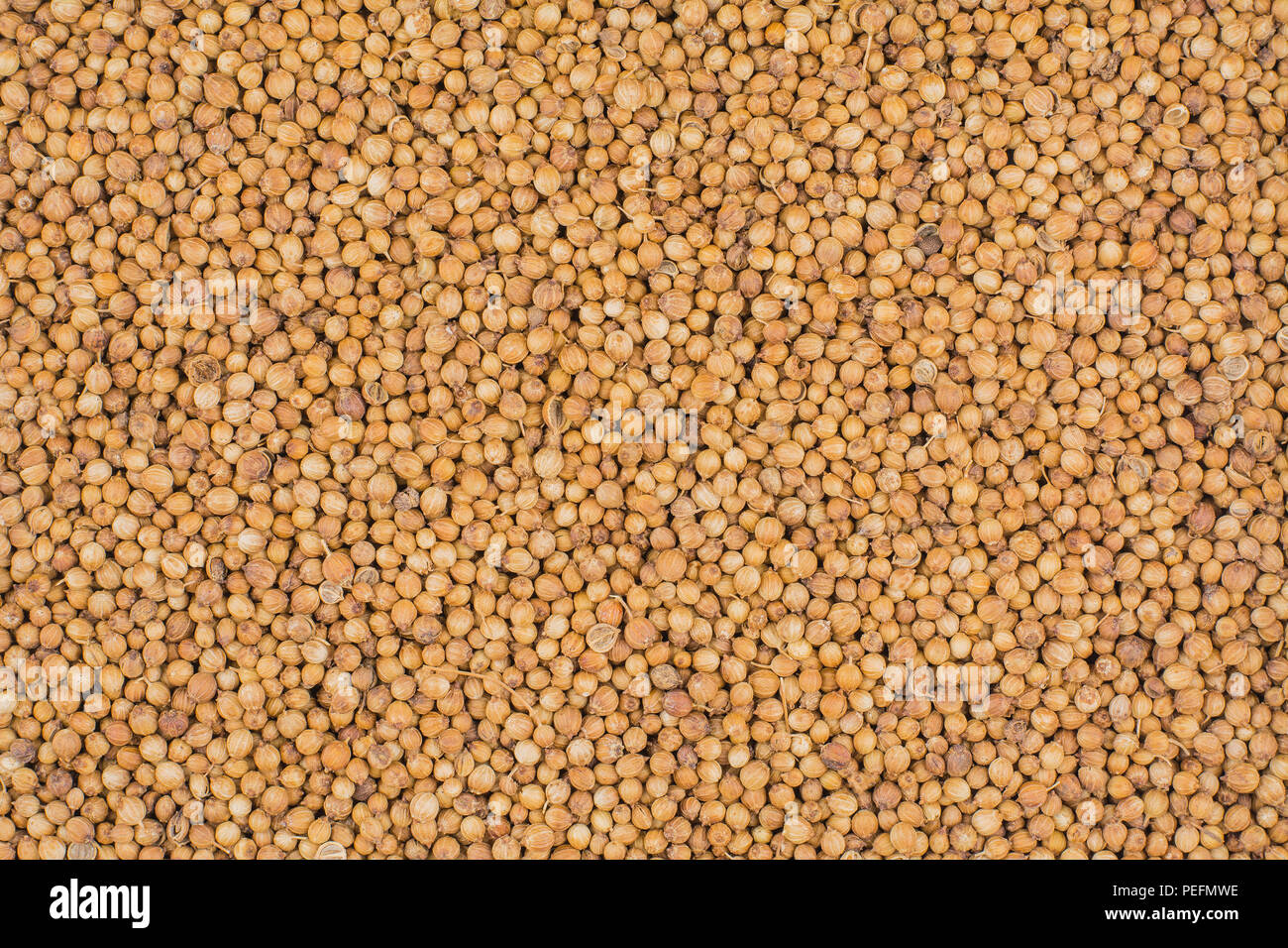 Top view closeup of Coriander seeds. Healthy and nutrition food concept ...