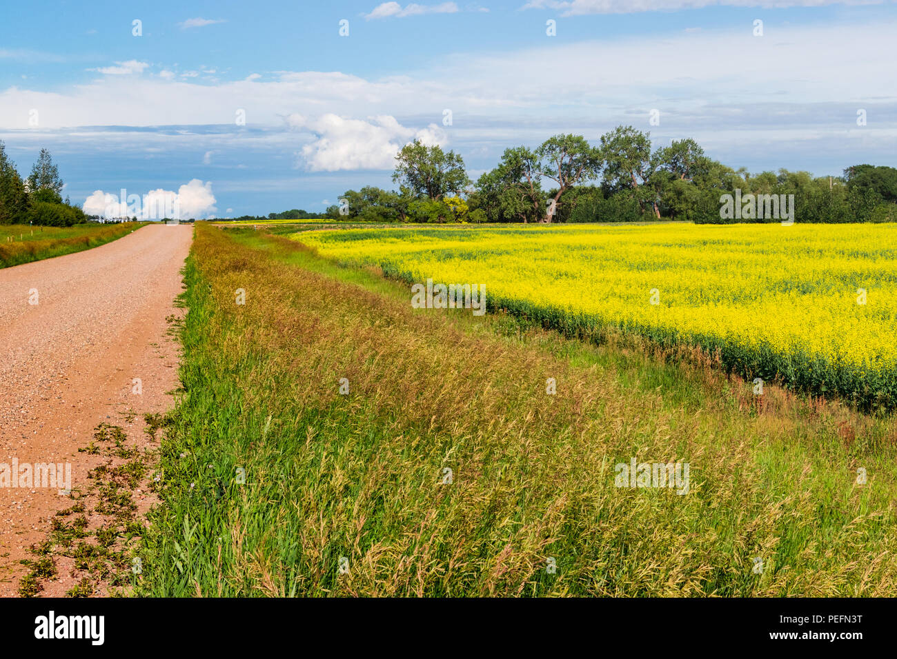 Country Road and Canola field near Regina Saskatchewan. Landscape with ...
