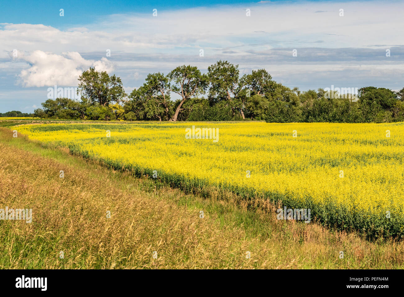 Trees between canola fields in a Summer day near Regina, Saskatchewan ...