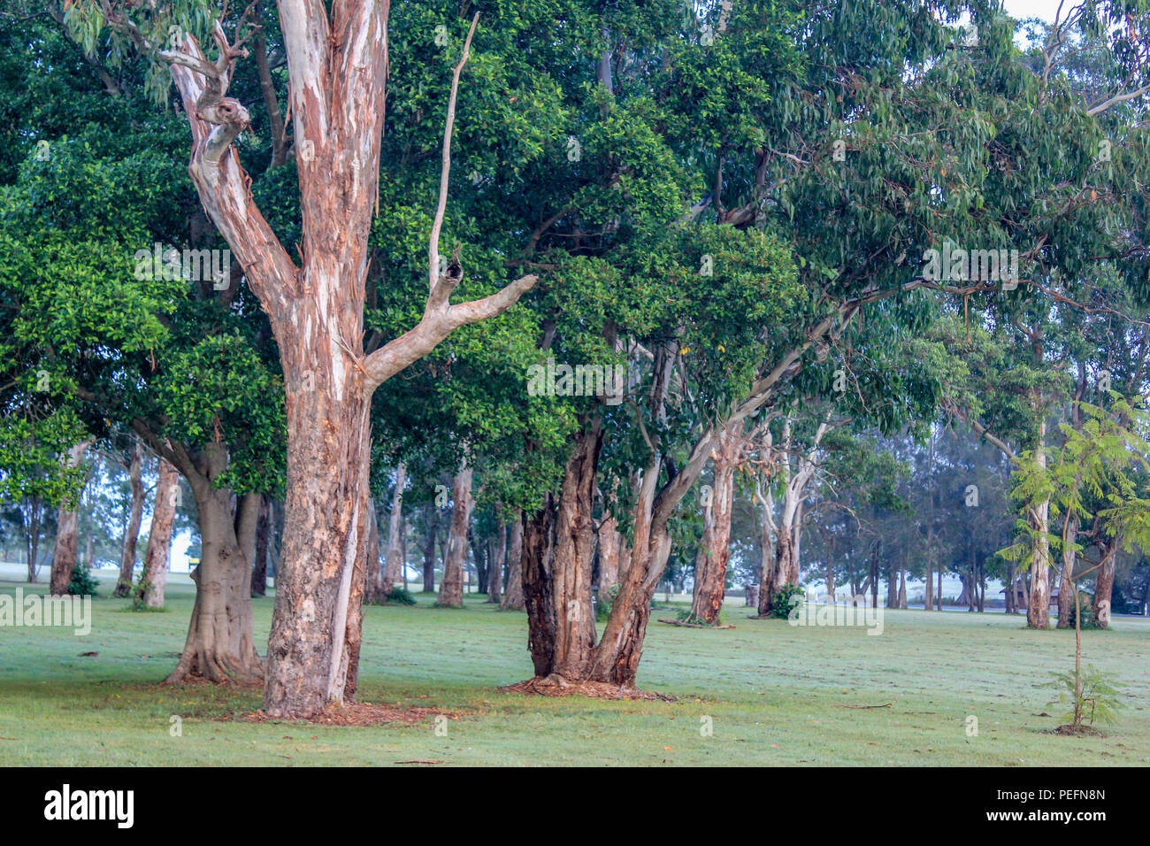 Coastal landscape trees lush hi-res stock photography and images - Alamy