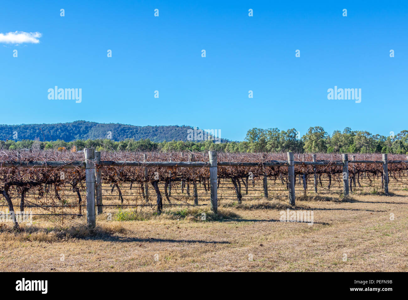 Dormant grapevines in vineyard beneath blue sky Stock Photo - Alamy