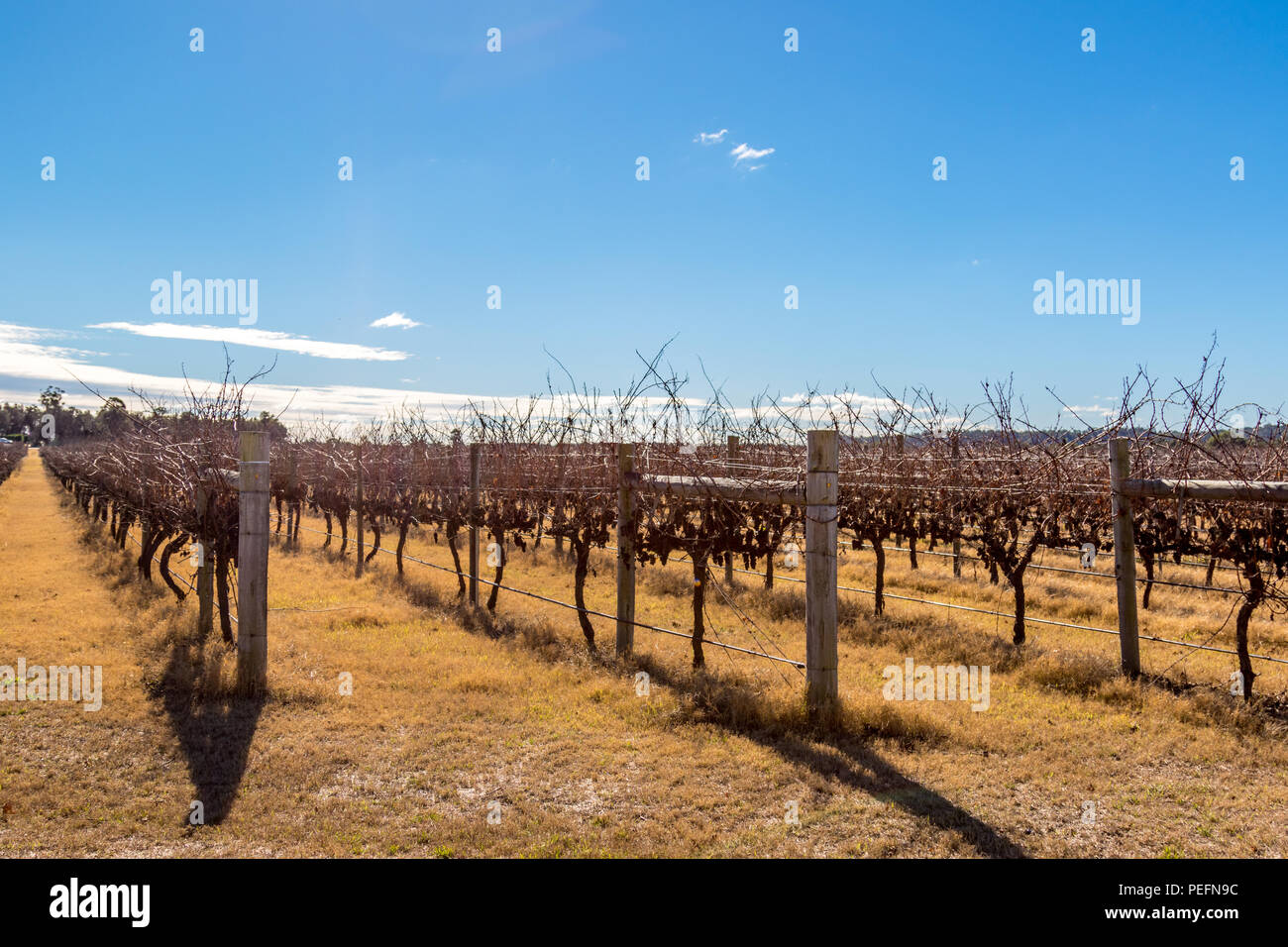 Dormant grapevines in vineyard beneath blue sky Stock Photo - Alamy