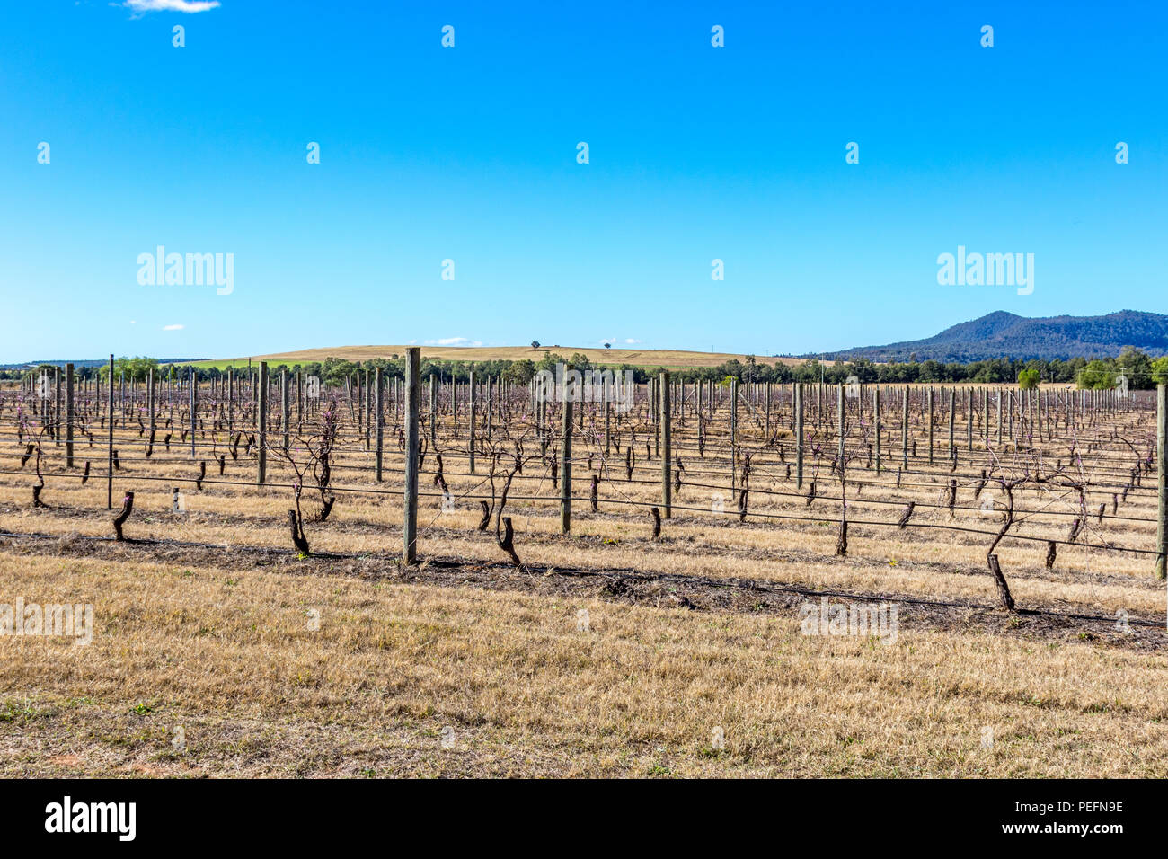 Dormant grapevines in vineyard beneath blue sky Stock Photo - Alamy