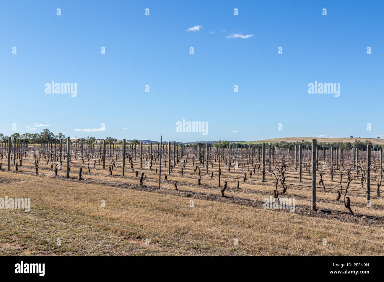 Dormant grapevines in vineyard beneath blue sky Stock Photo - Alamy
