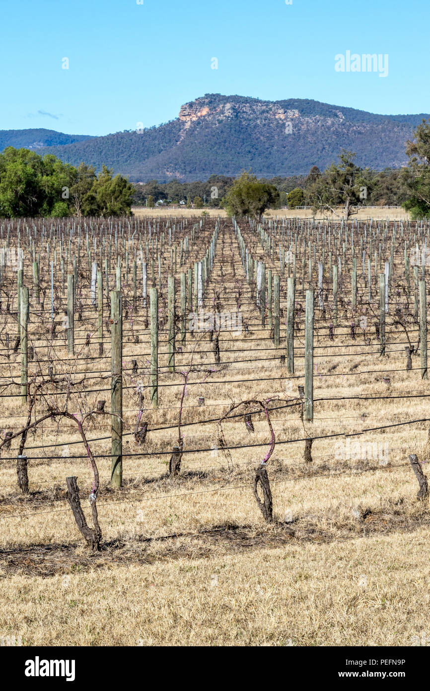 Dormant grapevines in vineyard beneath blue sky Stock Photo - Alamy