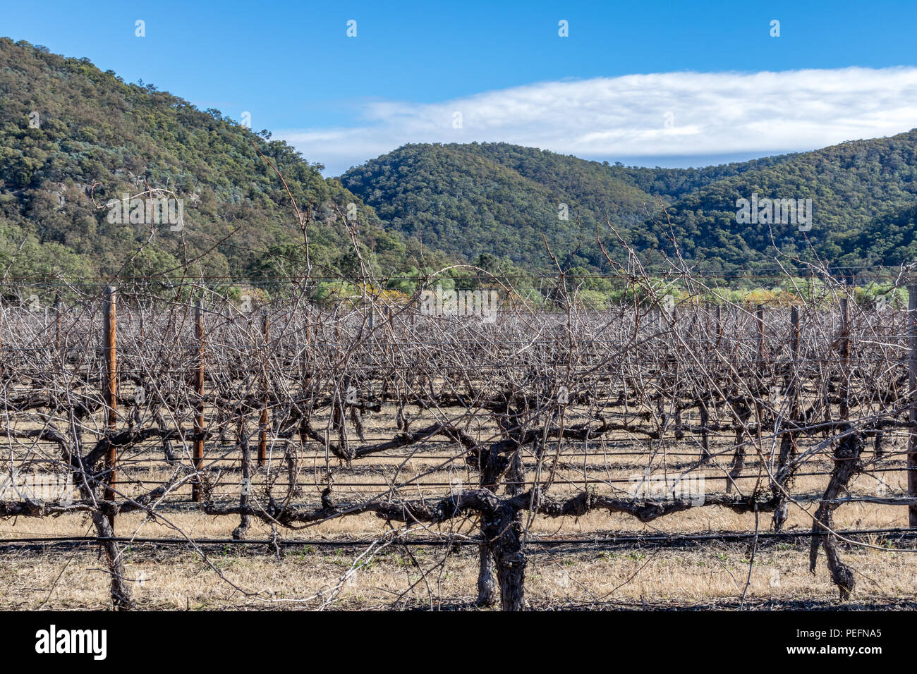 Dormant grapevines in vineyard beneath blue sky Stock Photo - Alamy