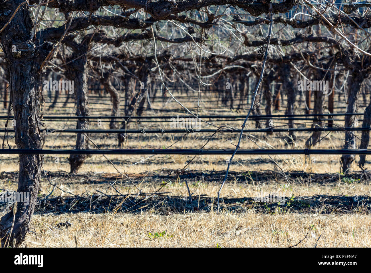 Dormant grapevines in vineyard beneath blue sky Stock Photo - Alamy