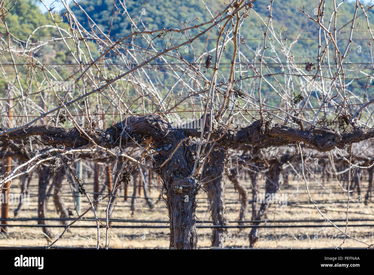 Dormant grapevines in vineyard beneath blue sky Stock Photo - Alamy