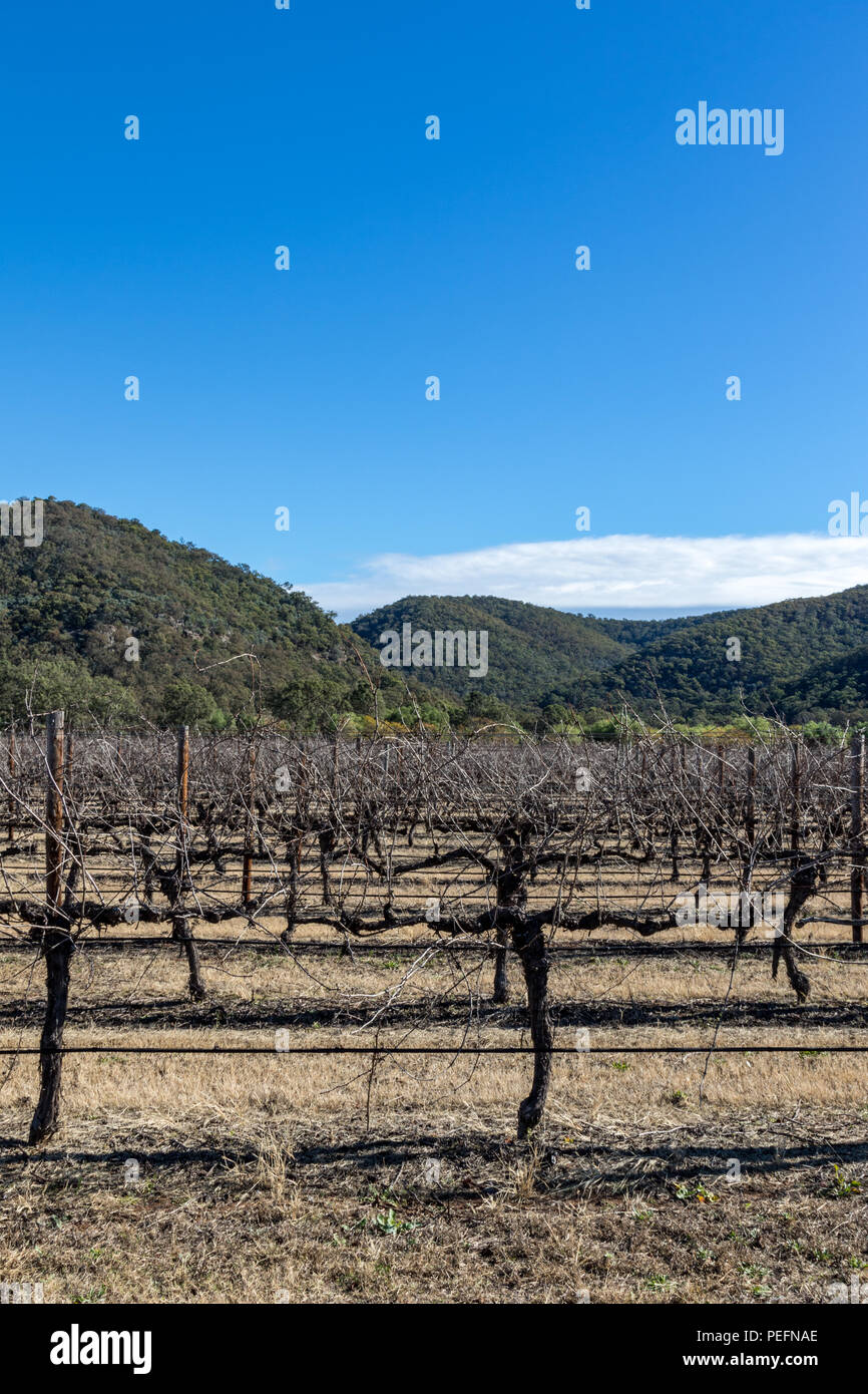 Dormant grapevines in vineyard beneath blue sky Stock Photo - Alamy