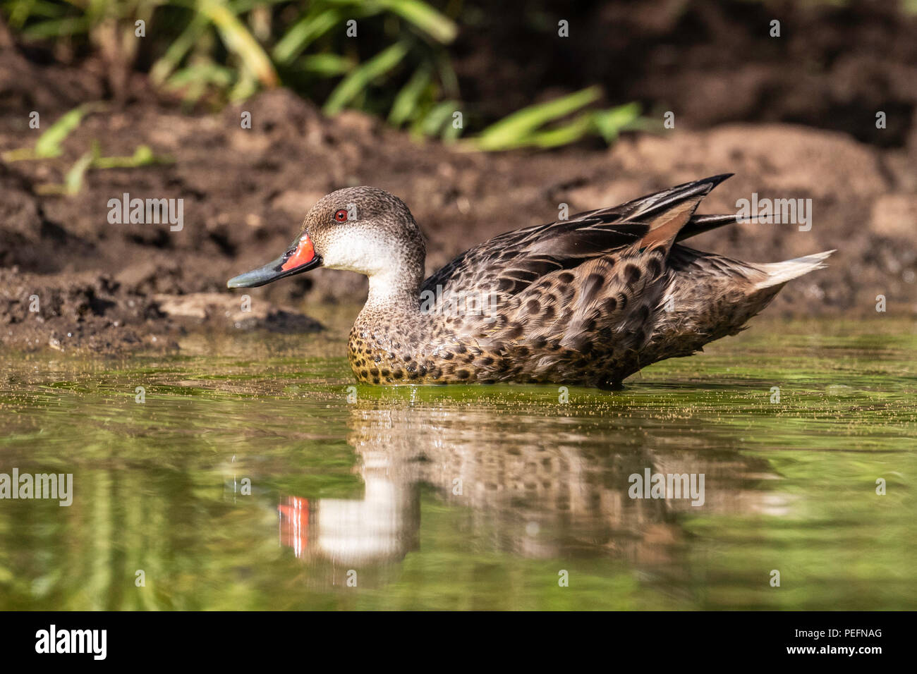 Adult white-cheeked pintail, Anas bahamensis, in a muddy pond on Santa ...
