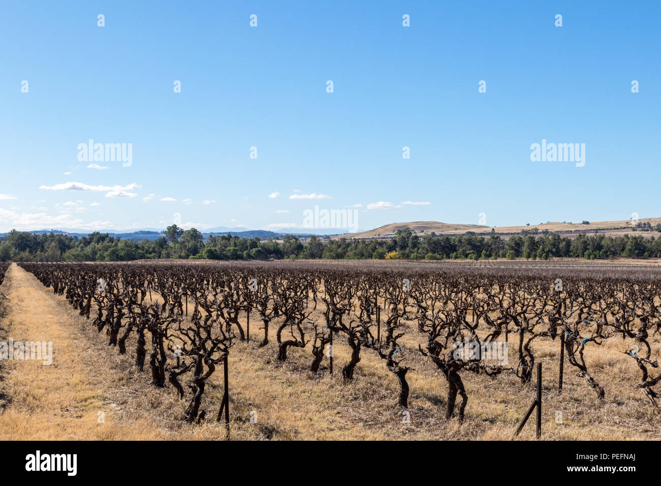 Dormant grapevines in vineyard beneath blue sky Stock Photo - Alamy