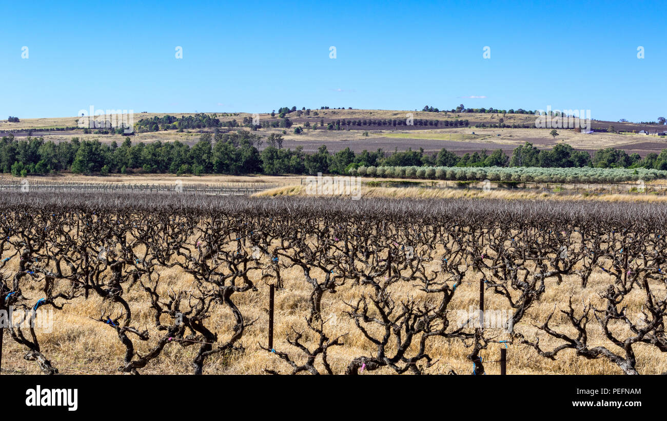 Dormant grapevines in vineyard beneath blue sky Stock Photo - Alamy