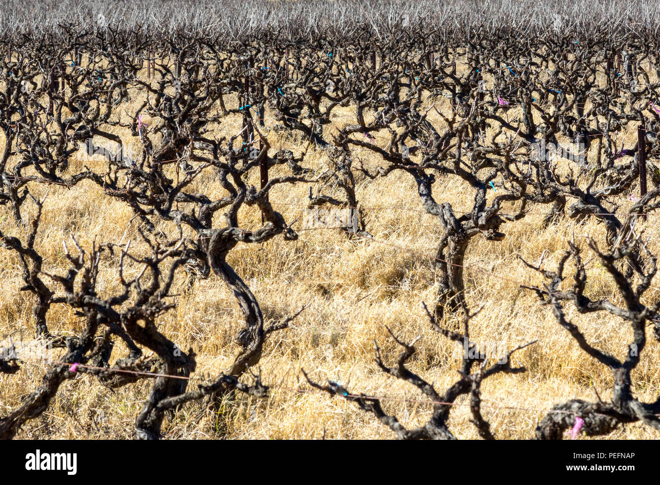 Dormant grapevines in vineyard beneath blue sky Stock Photo - Alamy