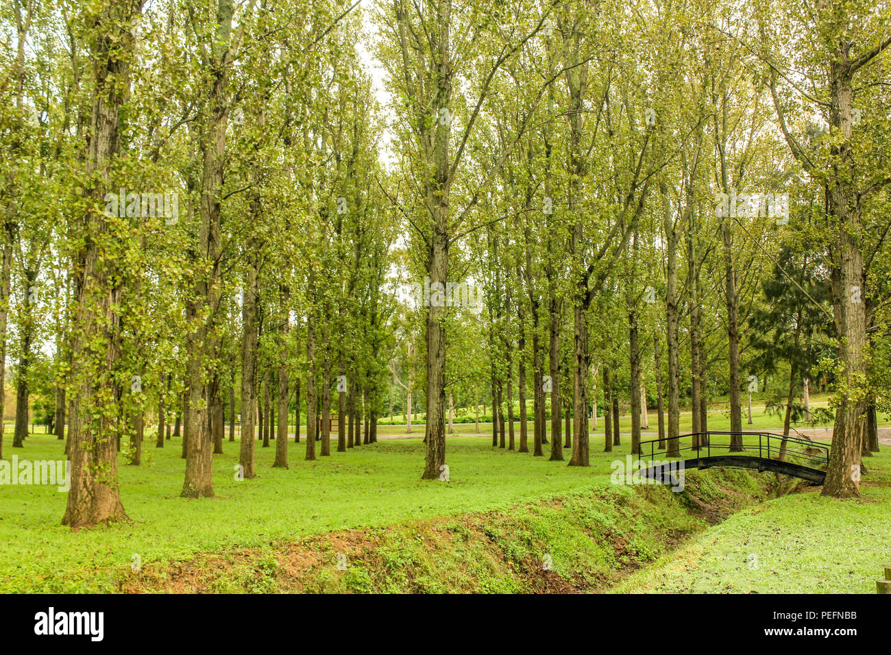 Timber walking bridge leading to rows of trees Stock Photo - Alamy