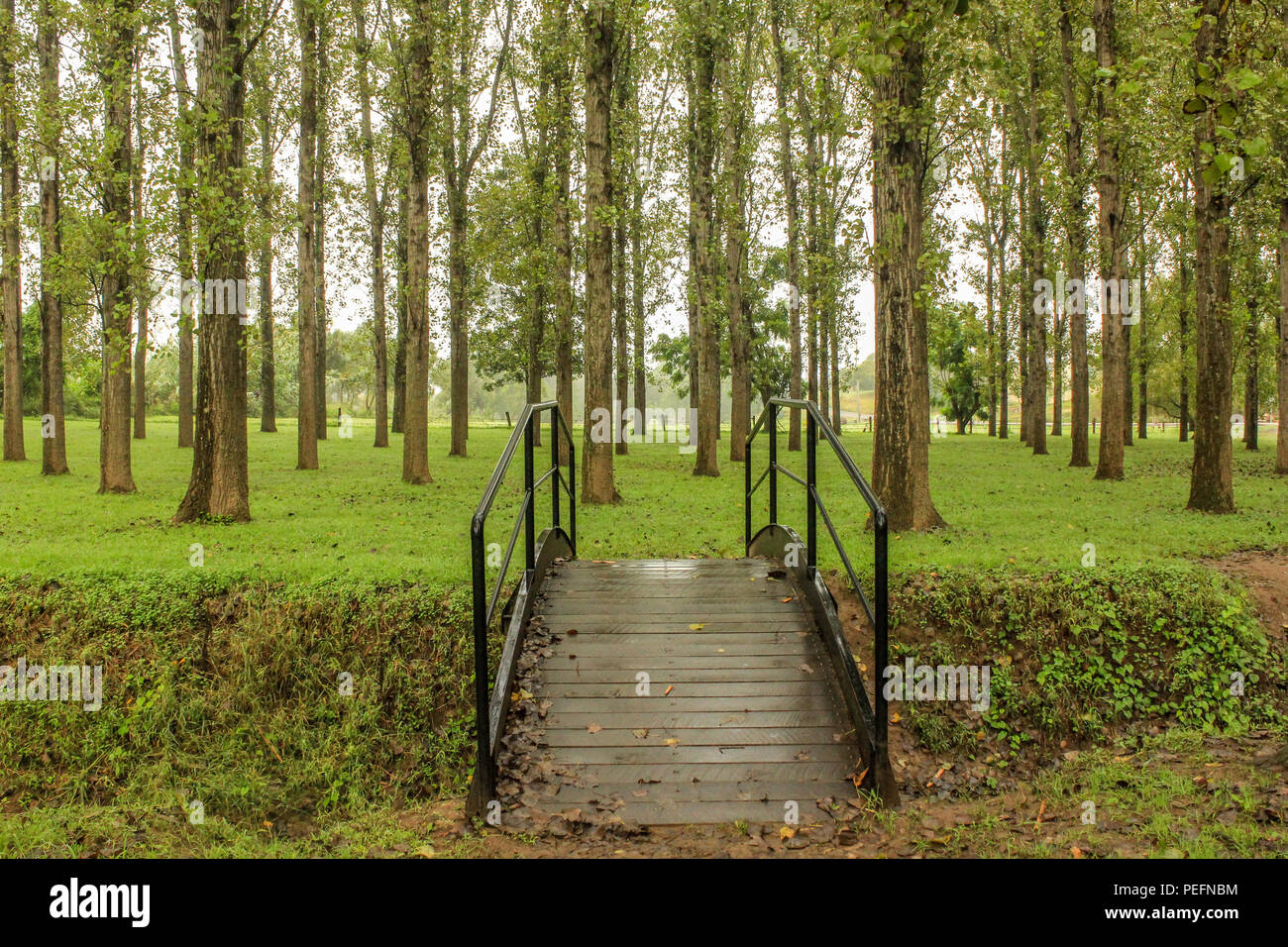 Timber walking bridge leading to rows of trees Stock Photo - Alamy