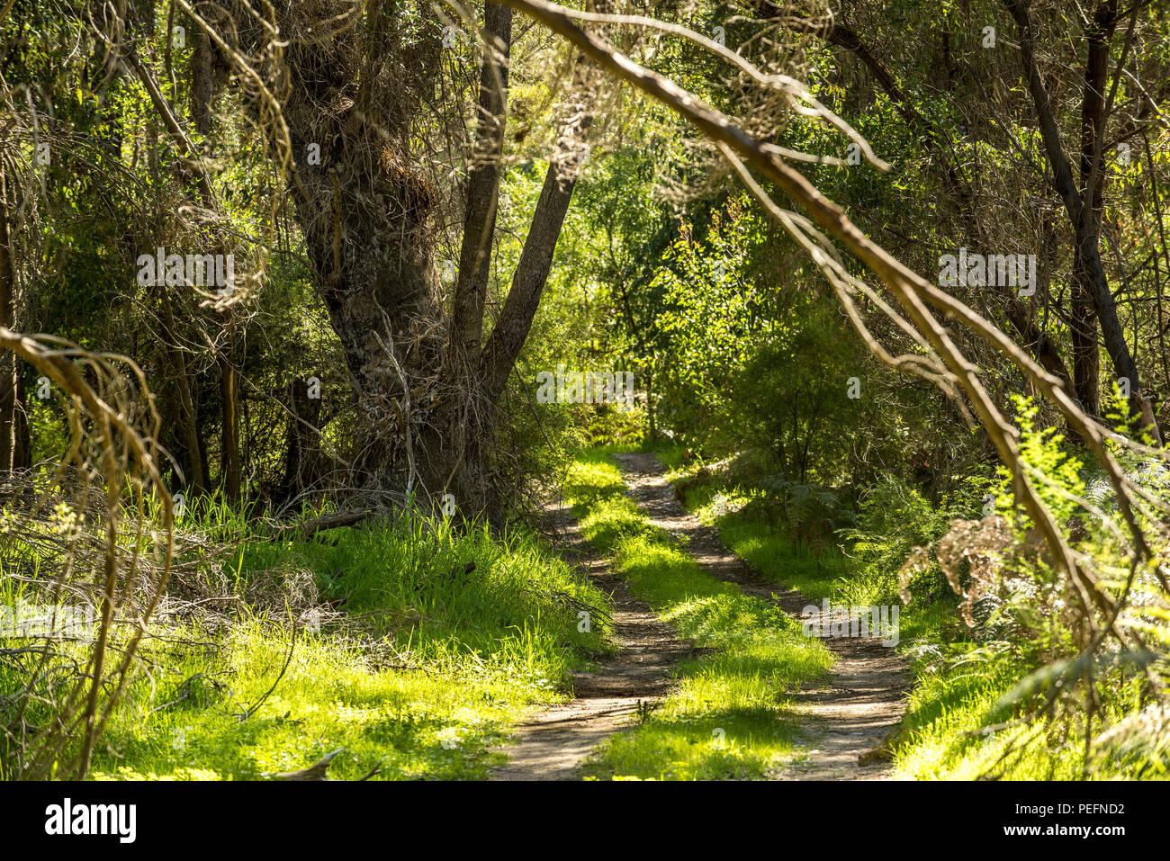 Yanchep national park hi-res stock photography and images - Alamy