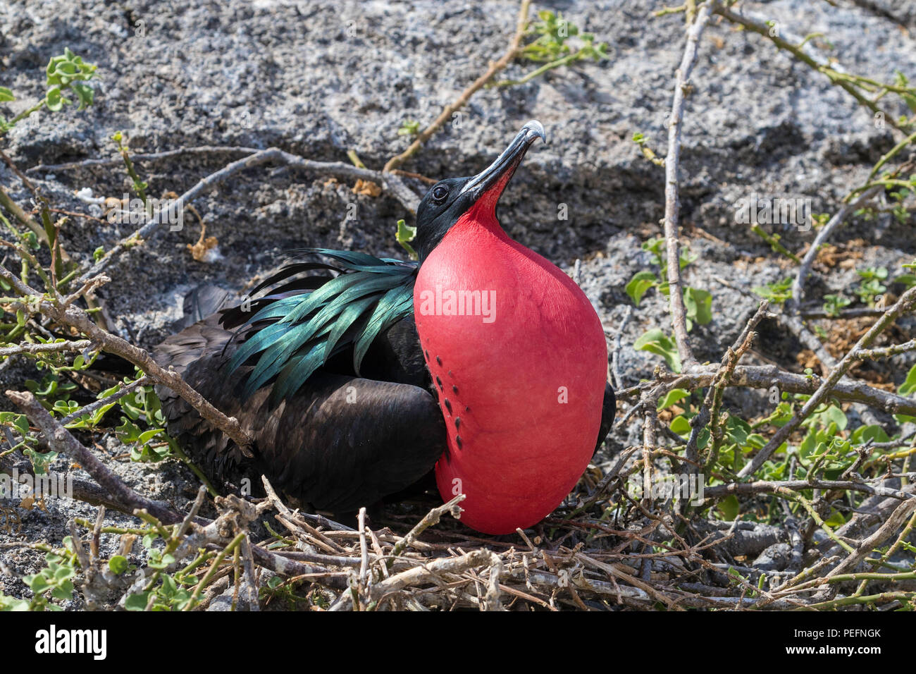 Adult male great frigatebird, Fregata minor, courtship display ...