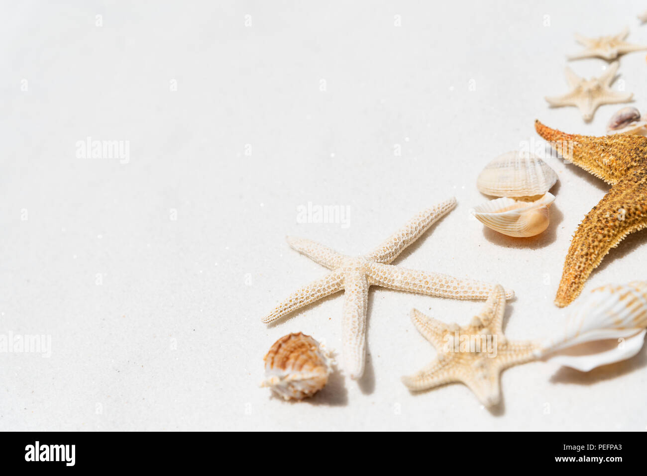 Group of beautiful seashell and starfish on white sandy beach ...