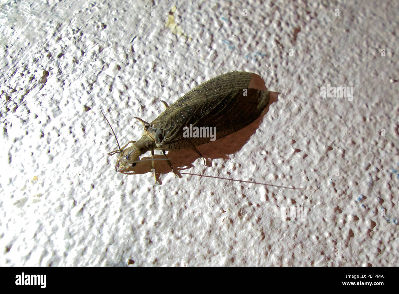 Dobsonfly hi-res stock photography and images - Alamy