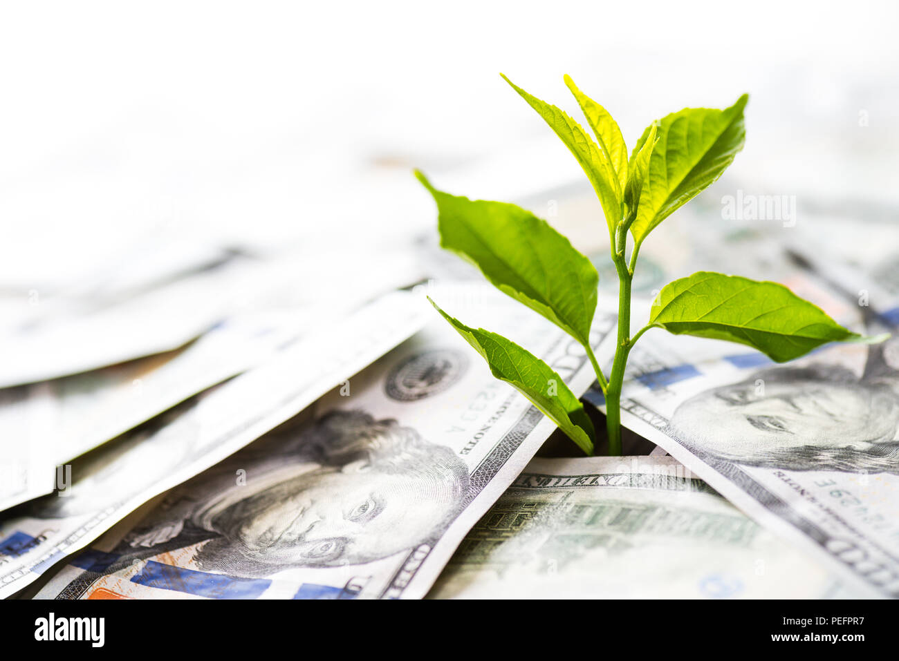 Growing Money and investments. Tree plant growth from American Banknote ...