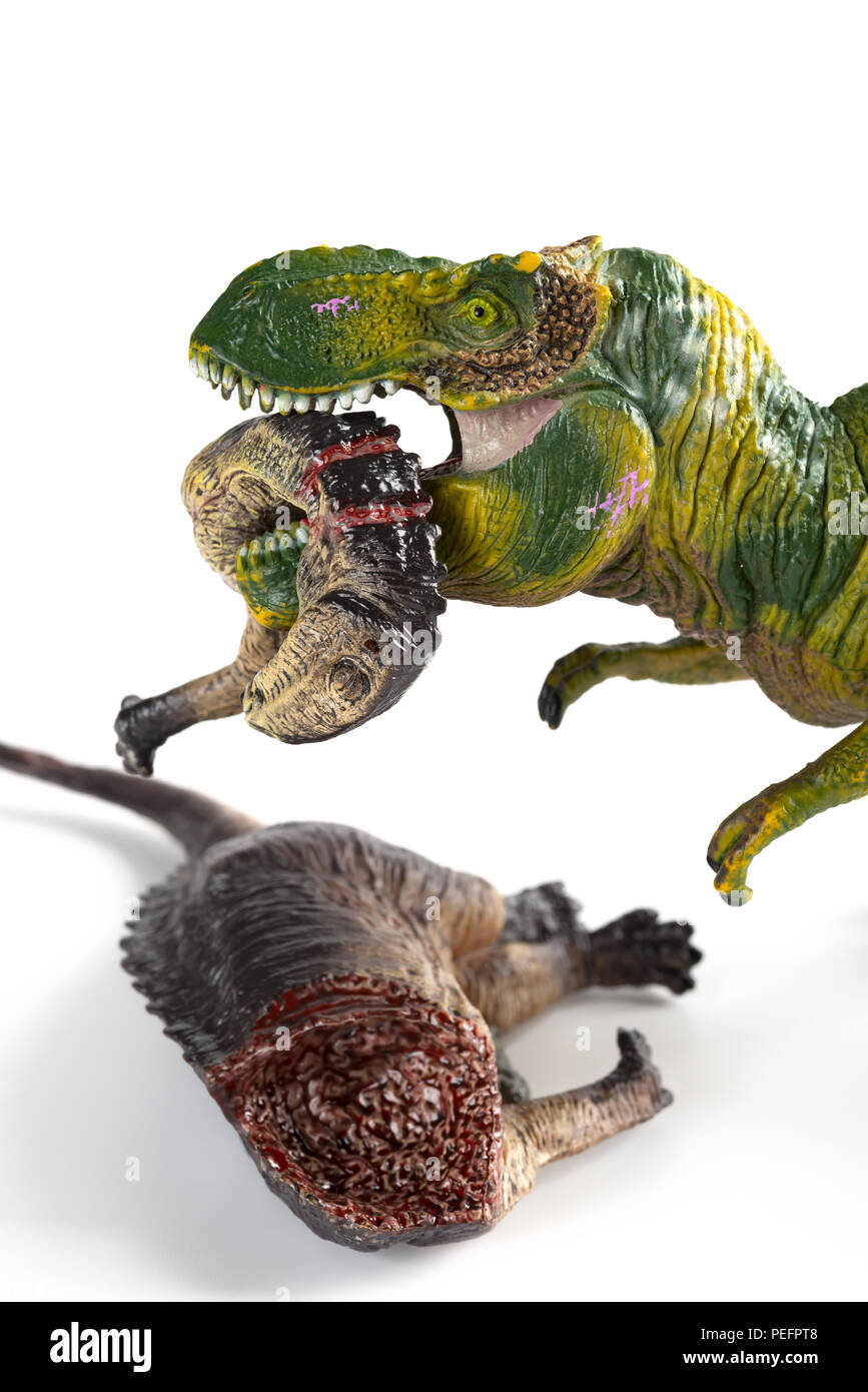 tyrannosaurus biting a dinosaur body on white background vertical ...