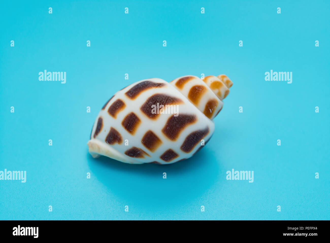 side veiw conch shell on a blue background Stock Photo - Alamy